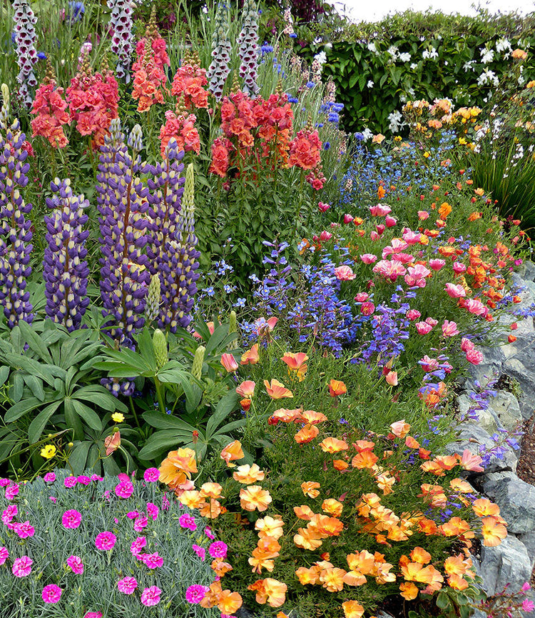Annuals – Annie's Annuals & Perennials