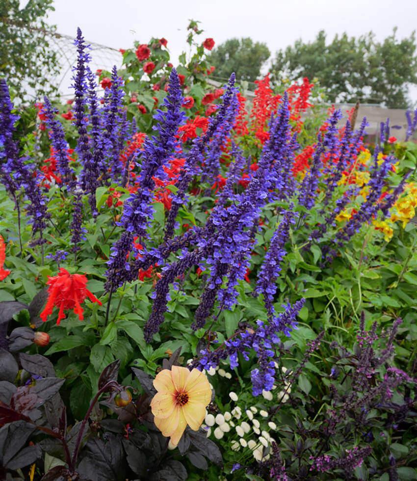 Salvia 'Mystic Spires' | Blue Flowering Sage | Annie's Annuals – Annie ...