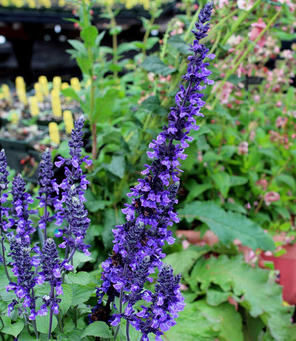 Salvia 'Mystic Spires' | Blue Flowering Sage | Annie's Annuals – Annie ...