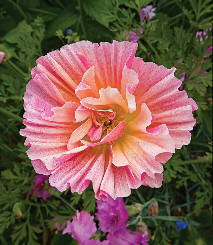 Eschscholzia californica 'Rose Chiffon' | Pink California Poppy | Annie ...