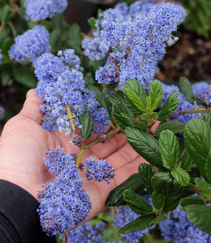 Surprising Ray Hartman Ceanothus Photos