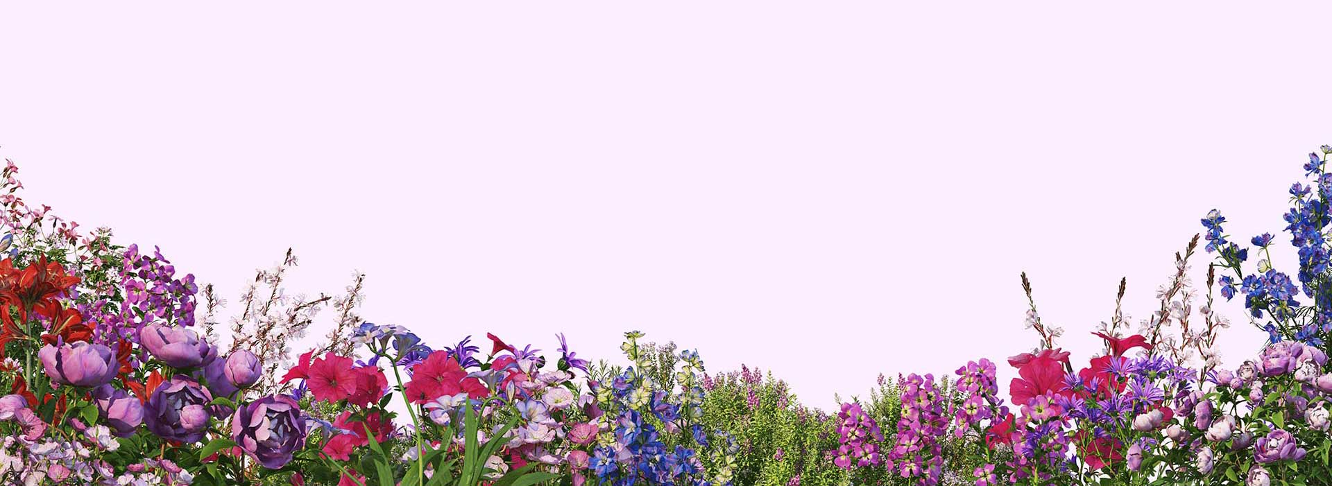 Verbena bonariensis 'Lollipop' | Dwarf Purple Verbena | Annie's Annuals ...